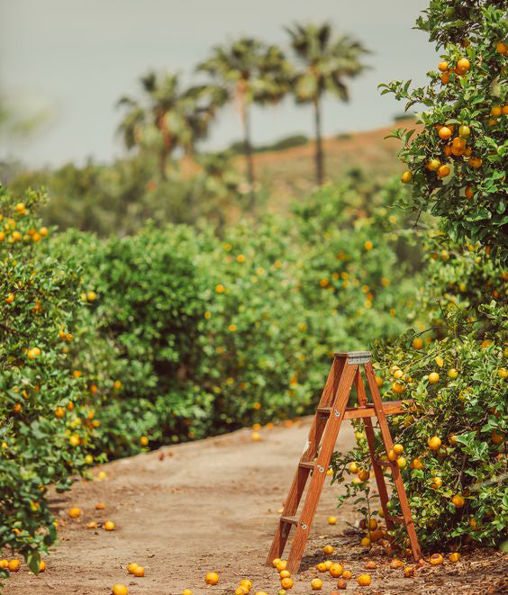 The California Apéritif | atōst | Raise a Glass – atost